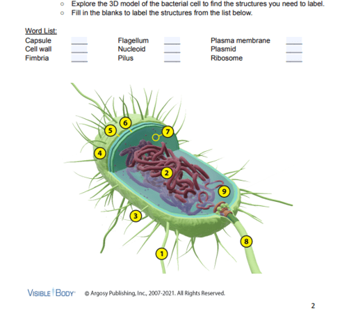 Teaching Cell Types: Differentiated Instruction with Visible Body